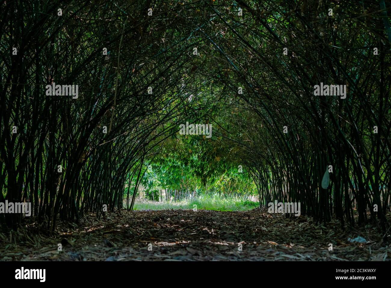 Real huge bamboo tunnel walk way in the forest of bamboo in Asia Stock ...