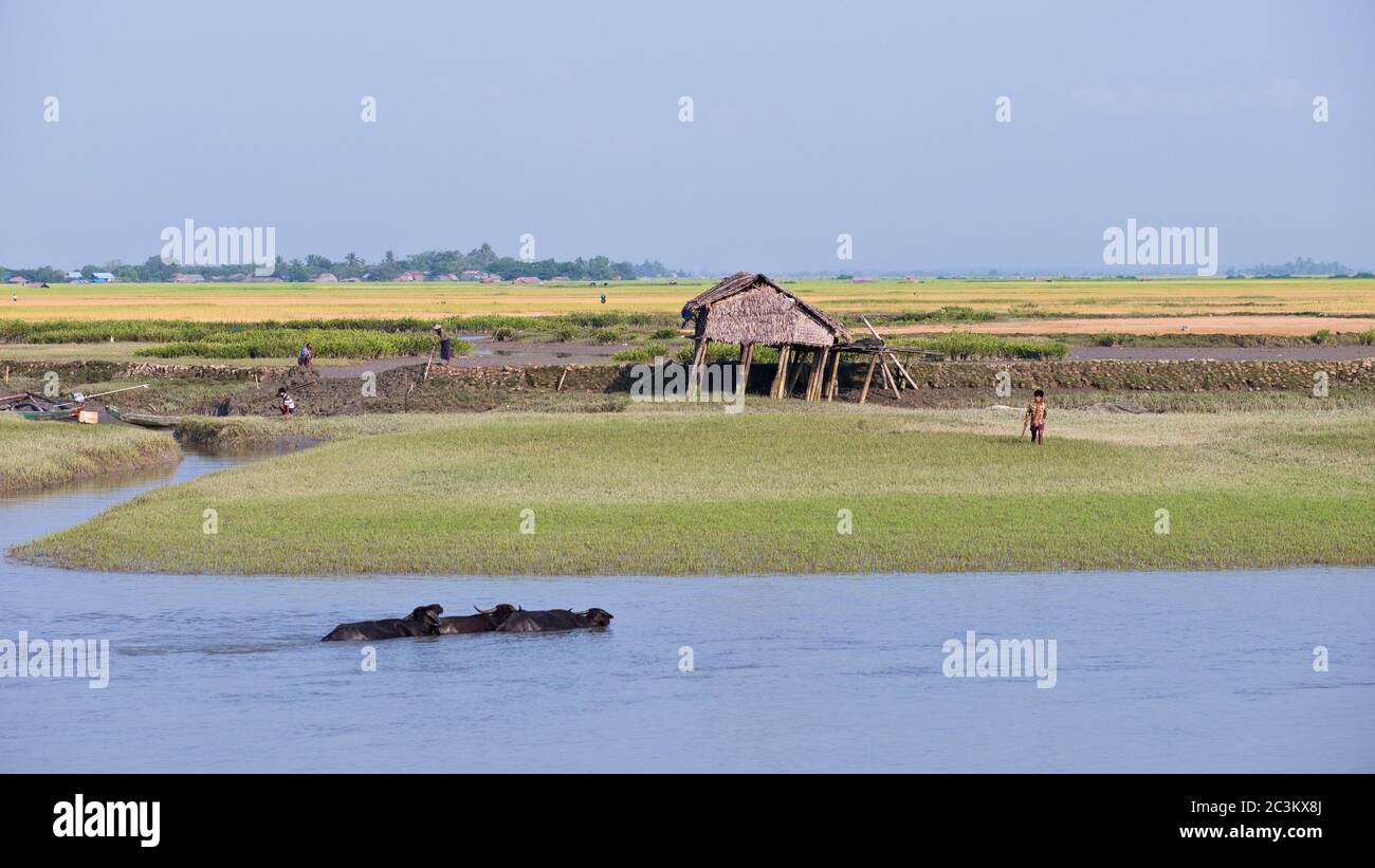 Kaladan River, Rakhine State, Myanmar - October 16, 2014: Water ...