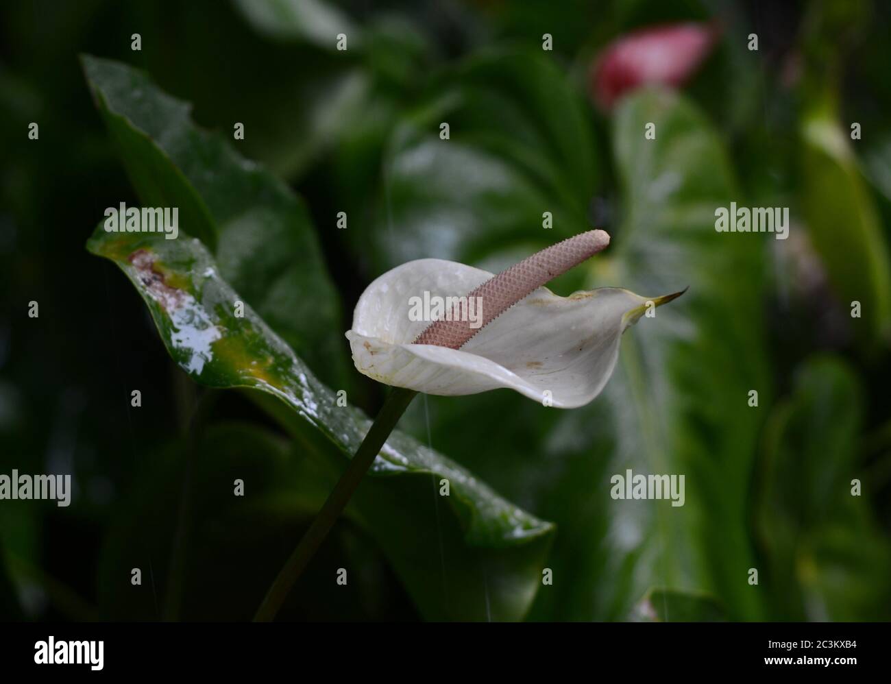 Selective focus shot of tropical kala head on green plant background ...