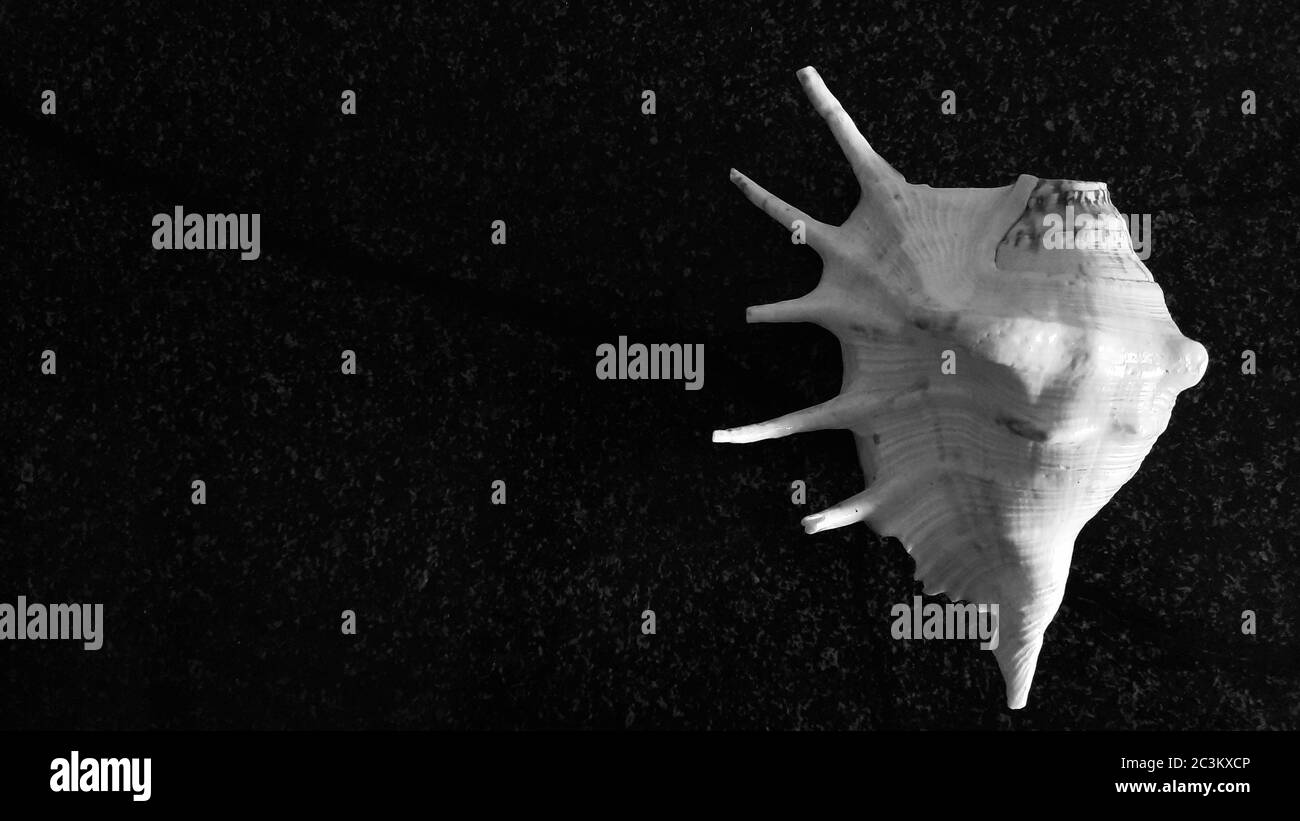 Sea shell Black and White Stock Photos & Images - Alamy