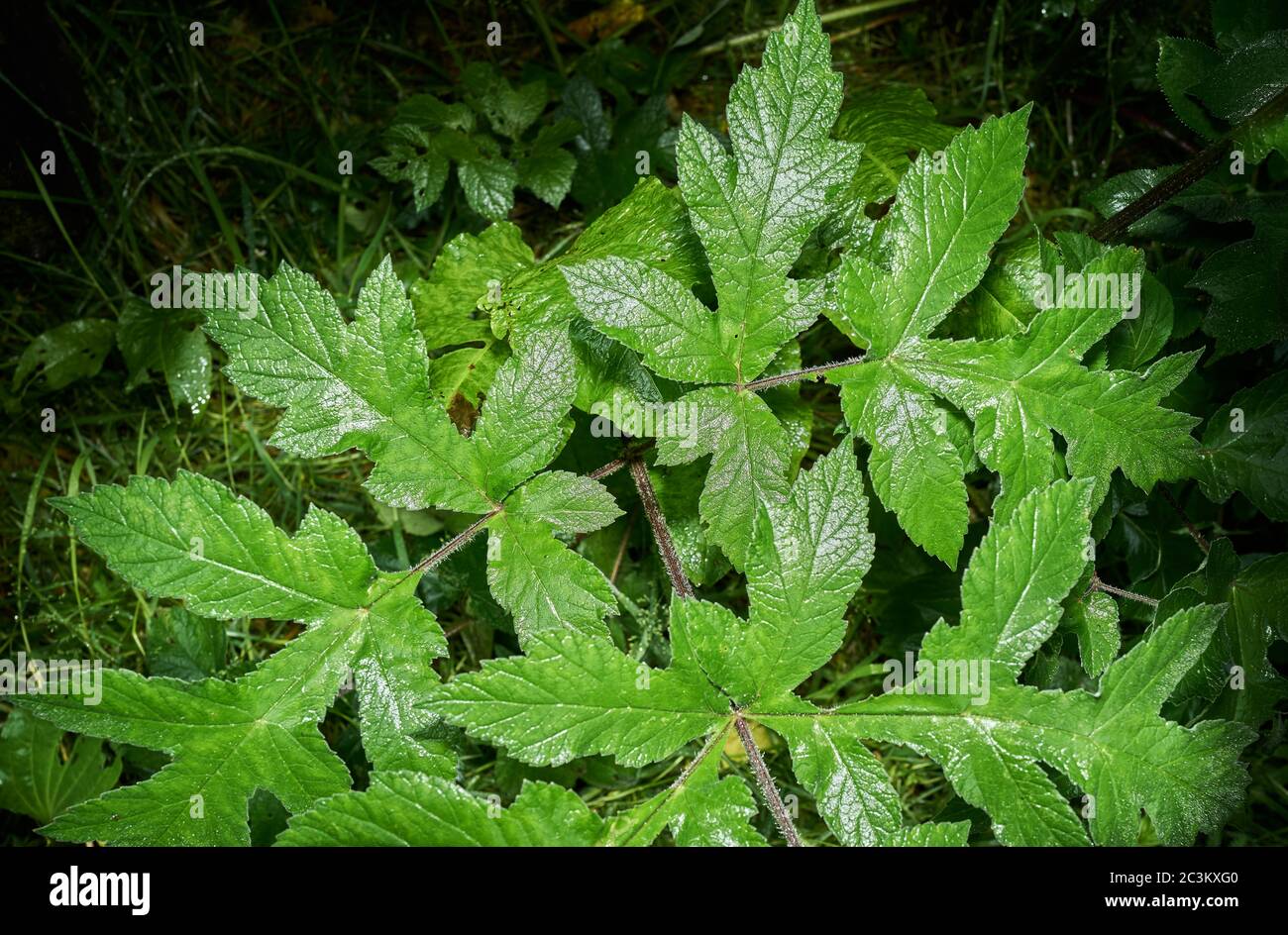Hogweed leaves hi-res stock photography and images - Alamy