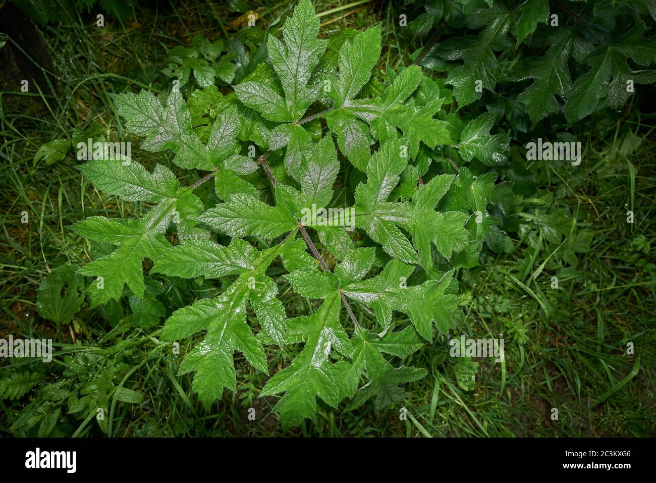 Hogweed leaves hi-res stock photography and images - Alamy
