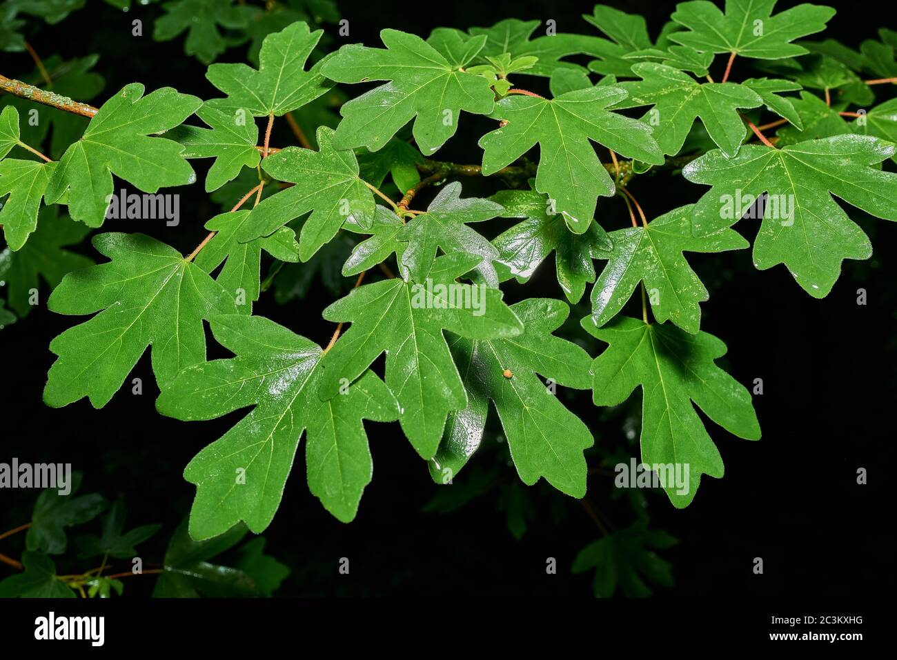 Green leaves of the Field Maple (acer campestre) tree Stock Photo - Alamy