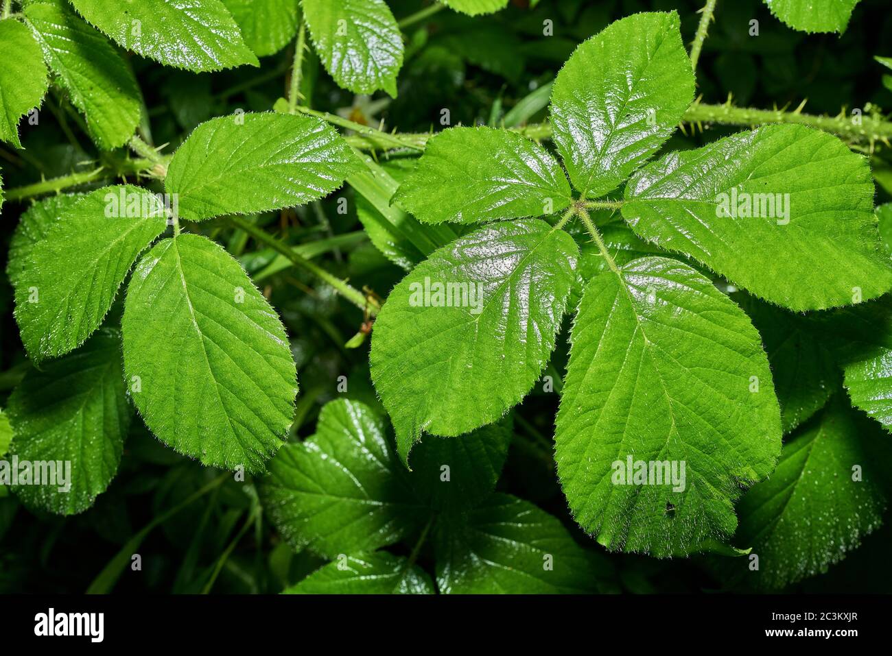 Green leaves of the brambles (rubus) plant Stock Photo - Alamy