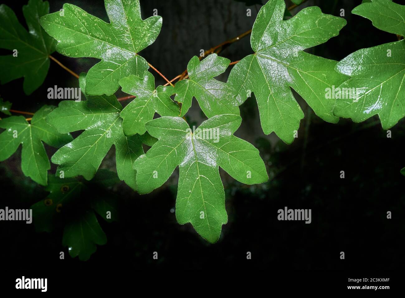 Green leaves of the Field Maple (acer campestre) tree Stock Photo - Alamy