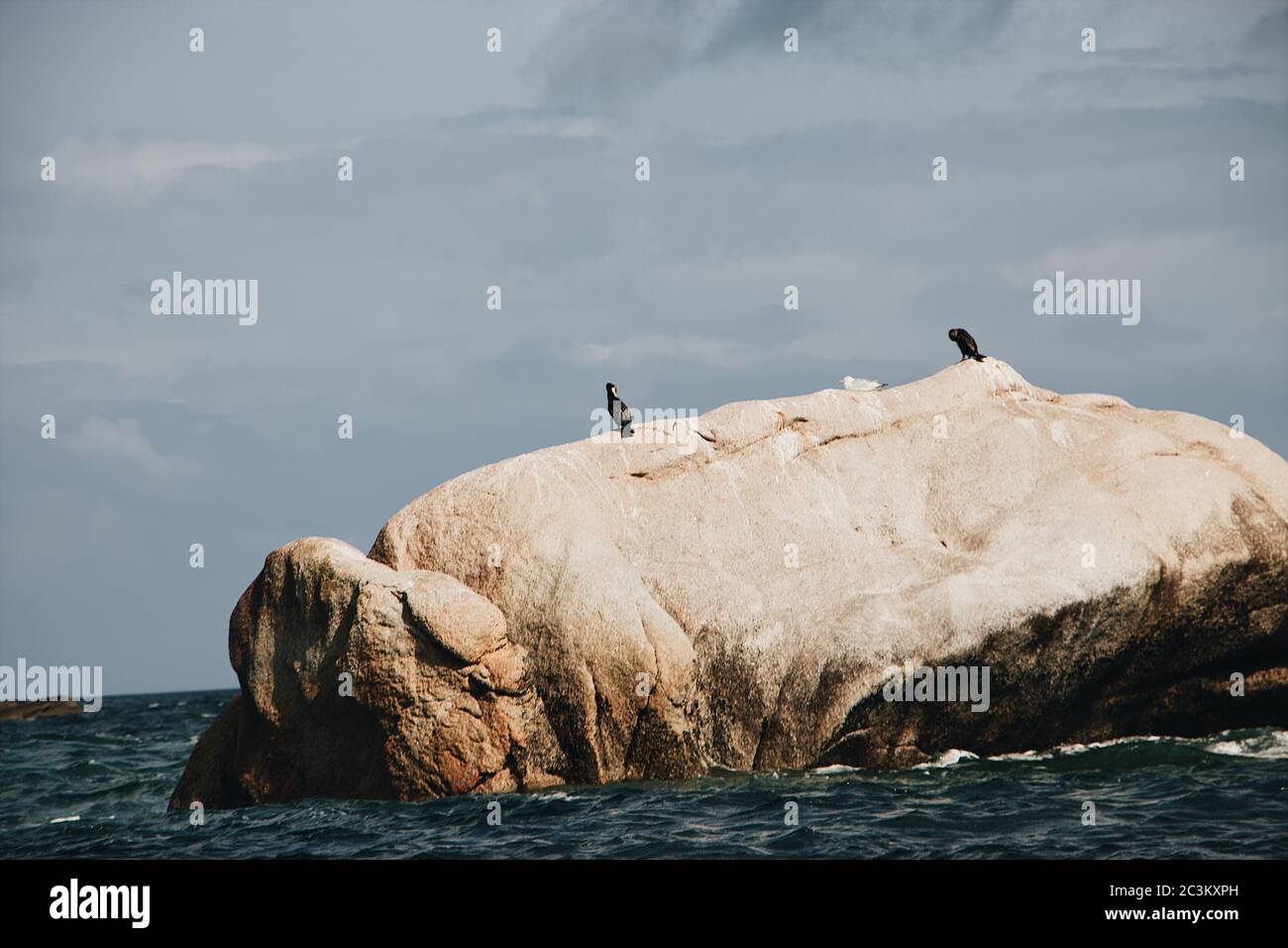 Birds sitting on a big stone in the sea Stock Photo - Alamy