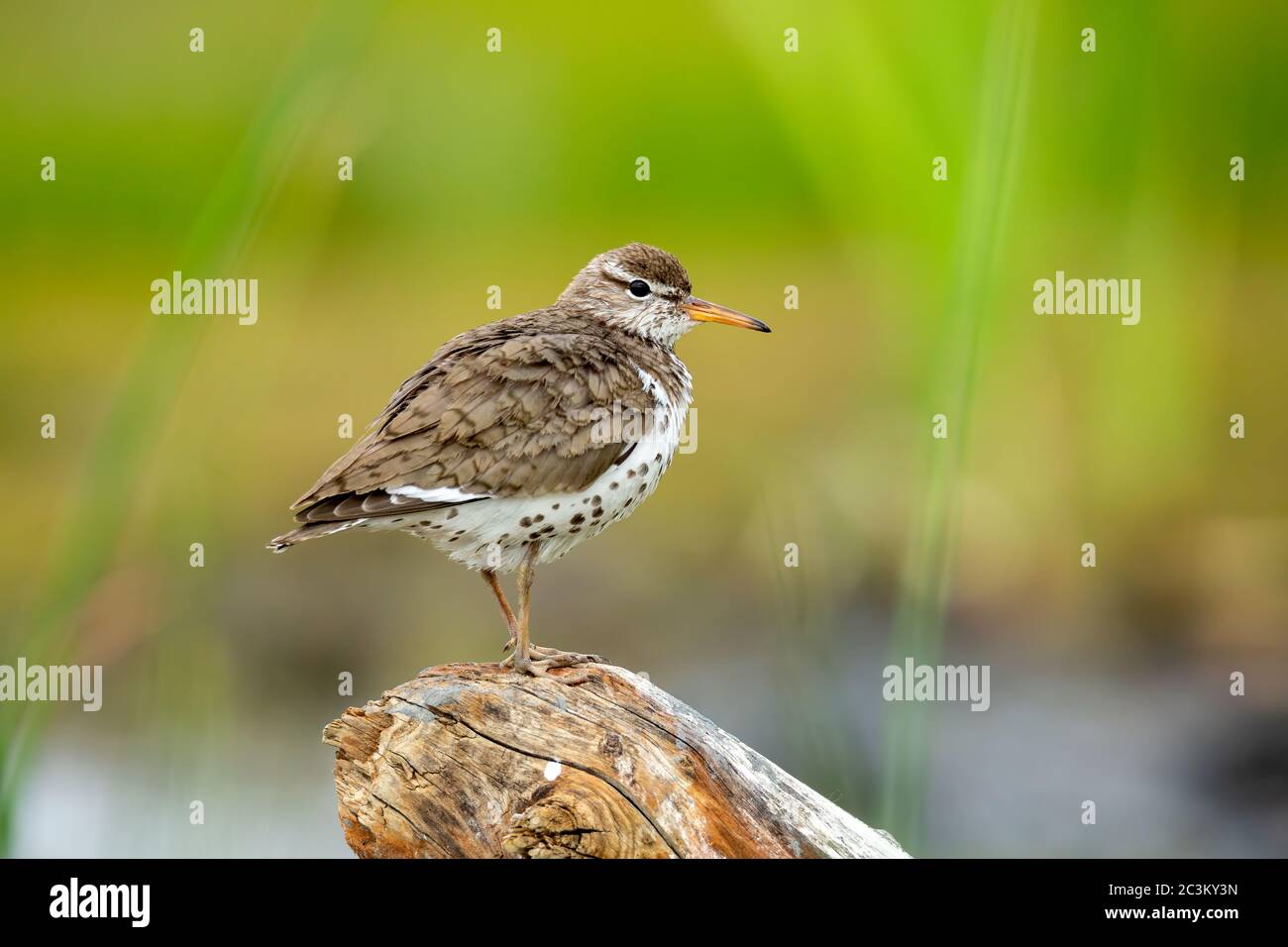 Adult Spotted sandpiper (Actitis macularius) standing on log Stock ...