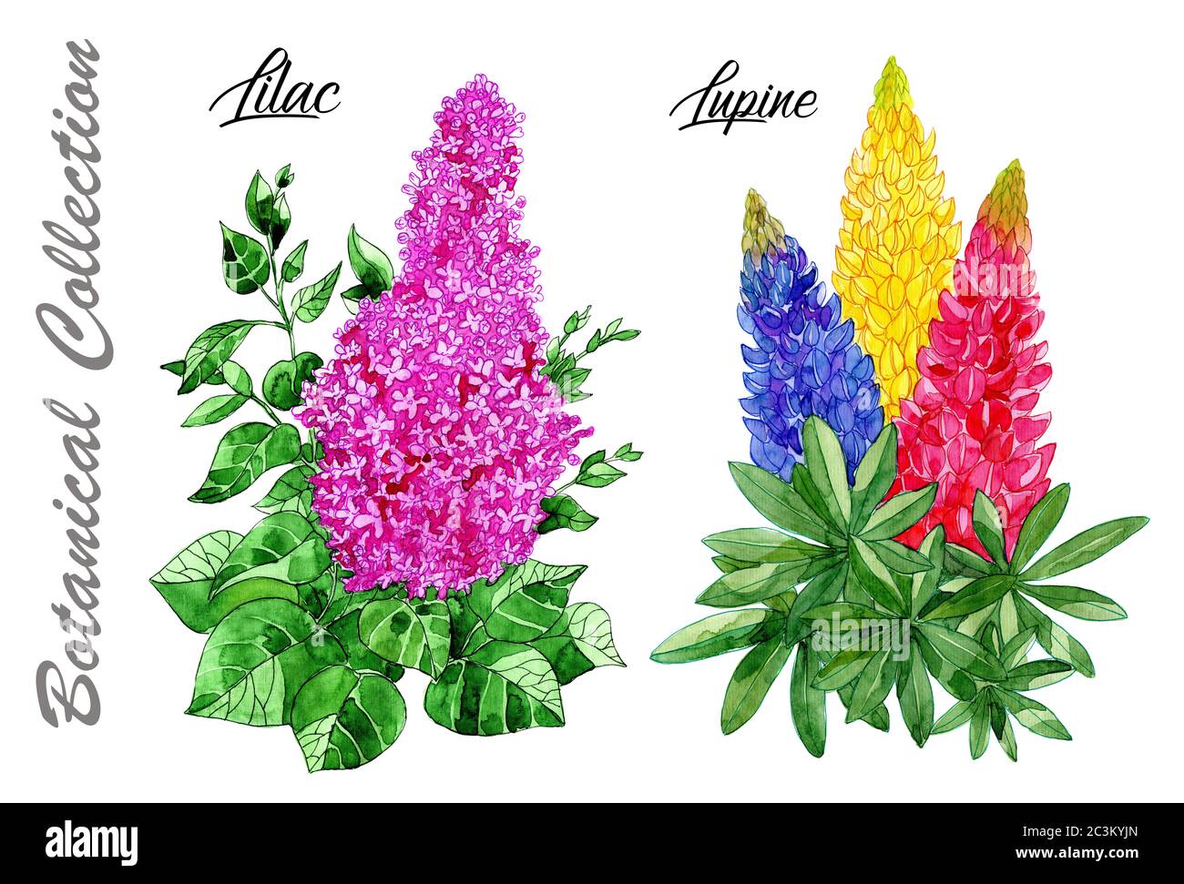Vintage botanical art lupine hi-res stock photography and images - Alamy