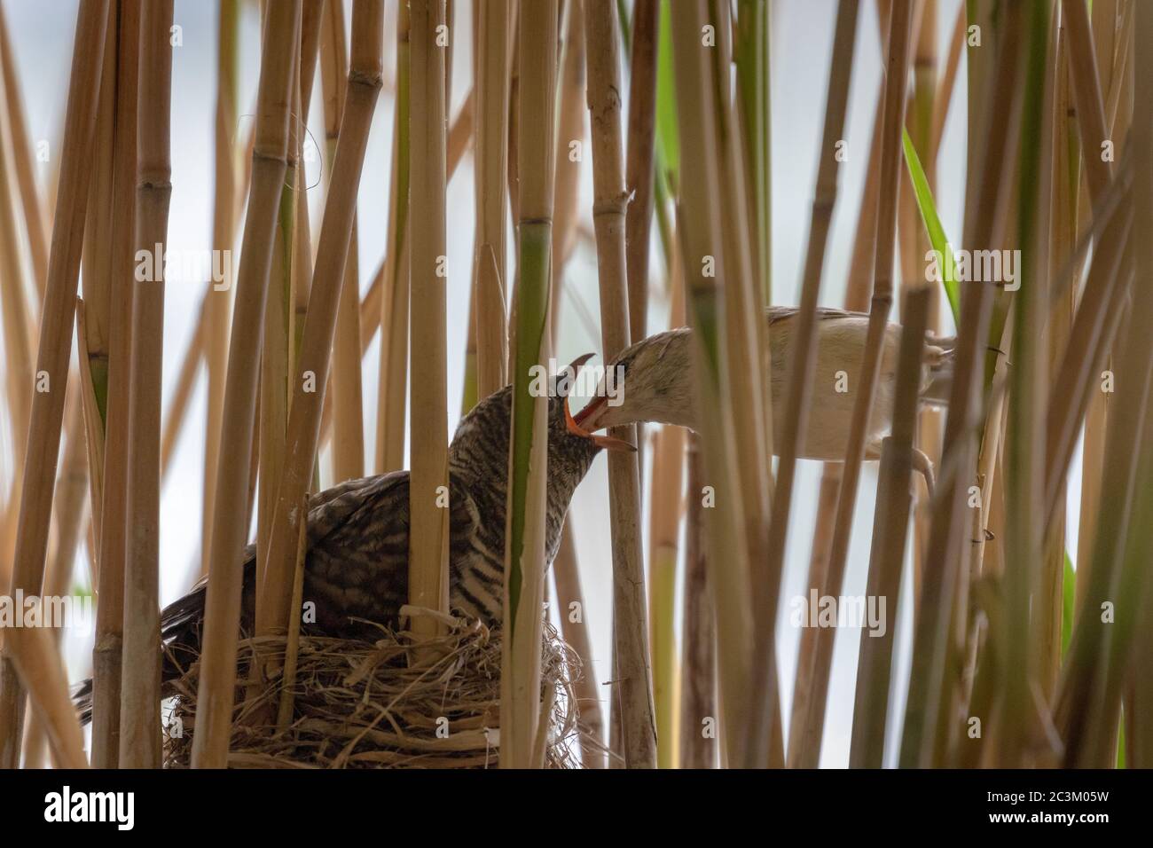 The great reed warbler (Acrocephalus arundinaceus) is feeding the young ...
