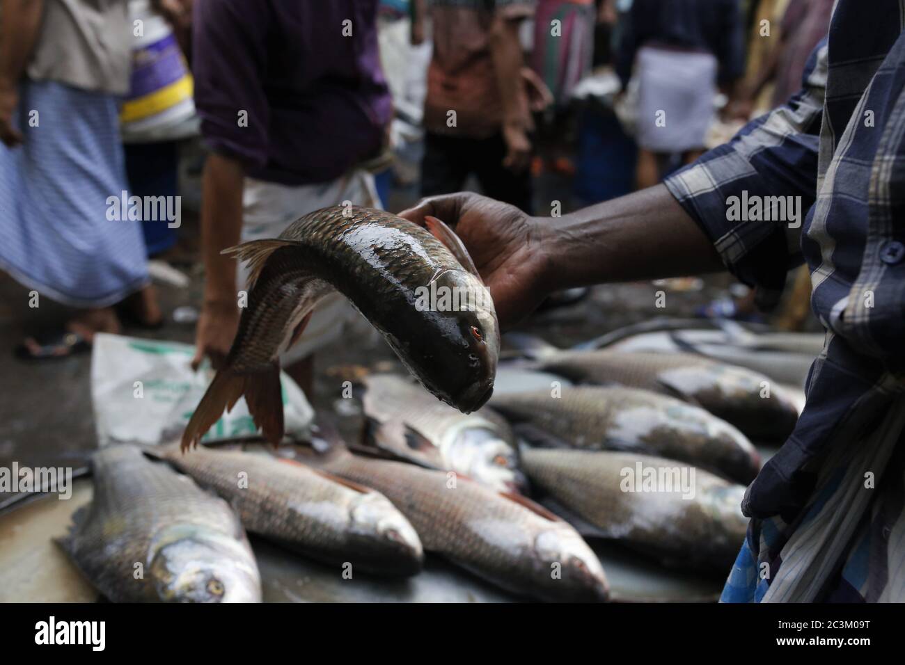 Dhaka, Bangladesh. 21st June, 2020. A fish merchant stacks his fish for ...