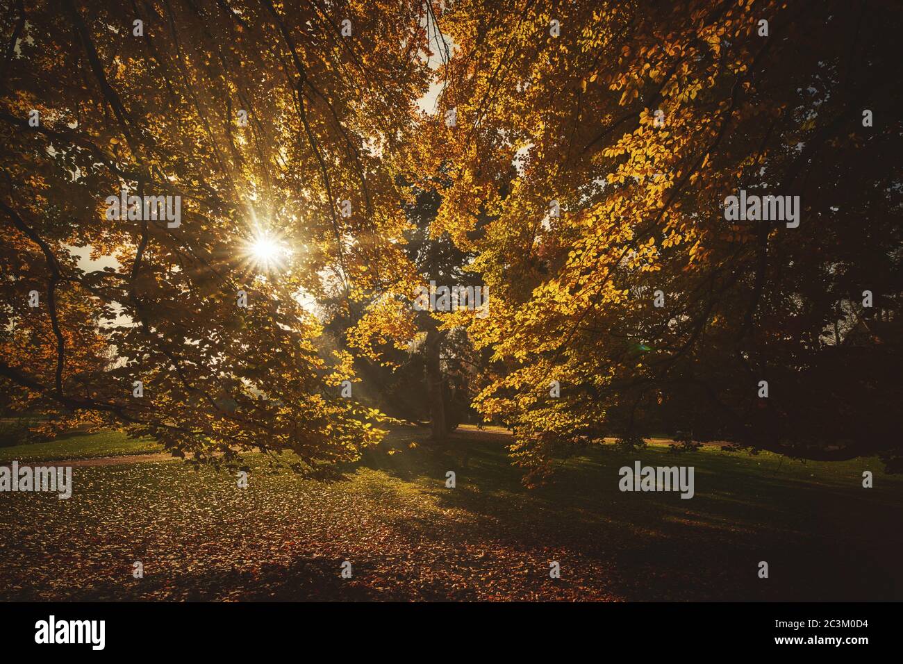 Glowing sun shining through the tree Stock Photo - Alamy