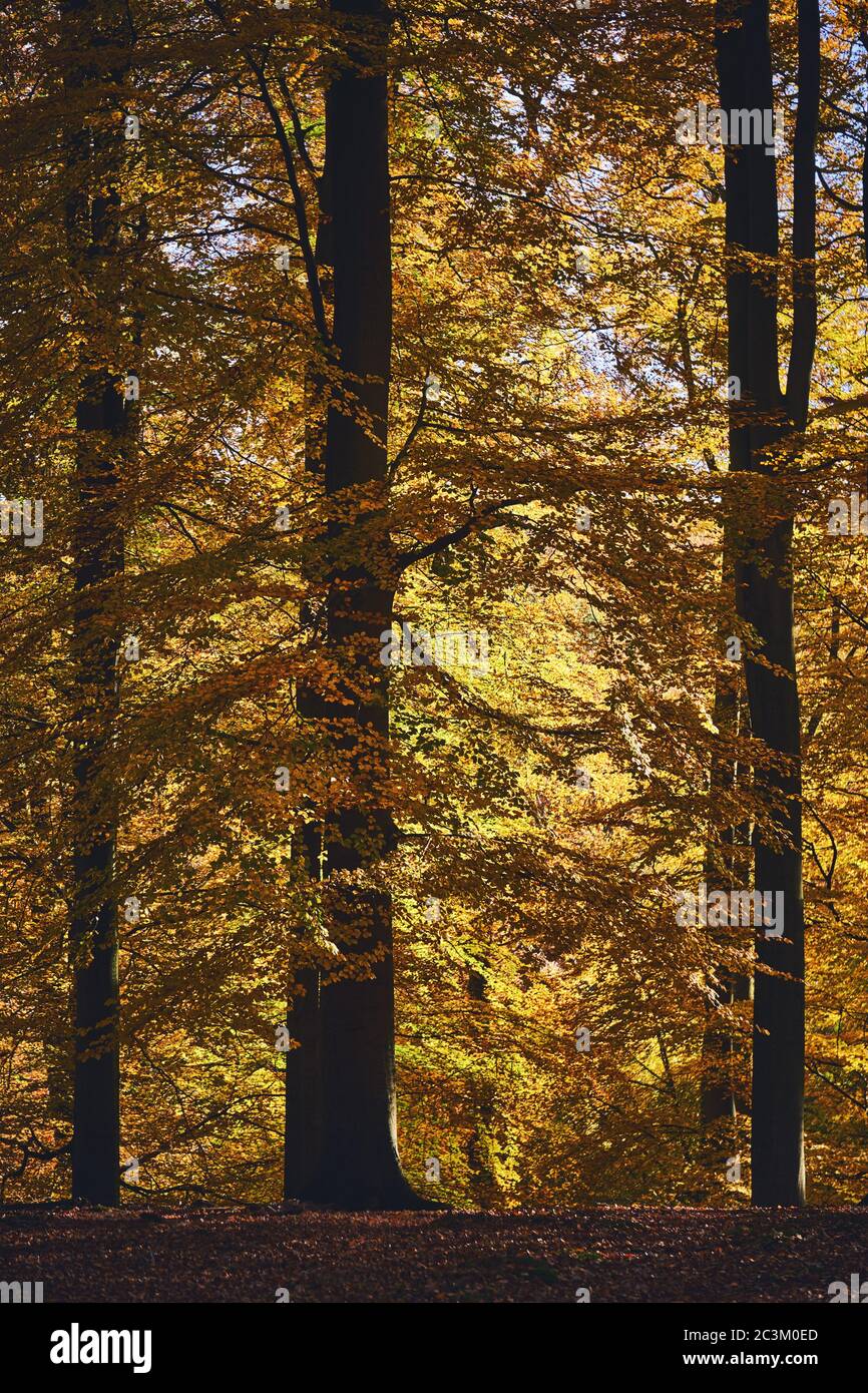 Vertical shot of tall trees in a forest at daytime Stock Photo - Alamy