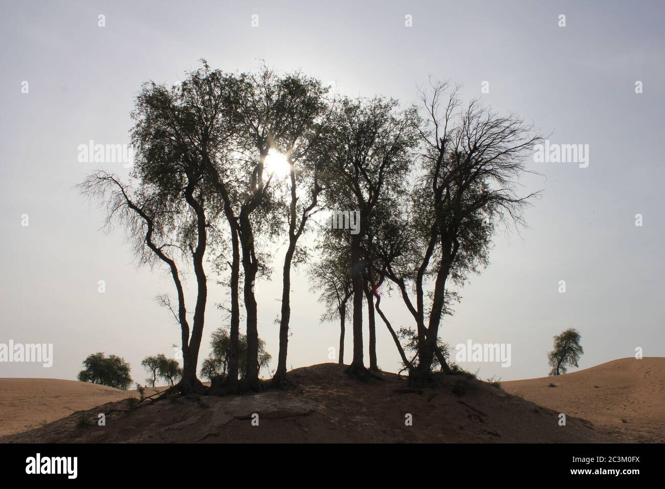 Ghaf tree leaves hi-res stock photography and images - Alamy