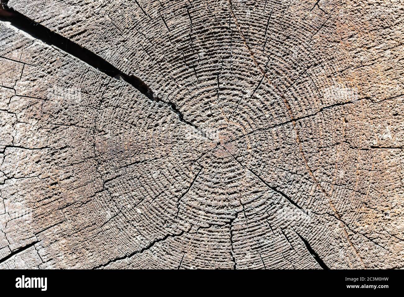 Sawn end of tree hi-res stock photography and images - Alamy