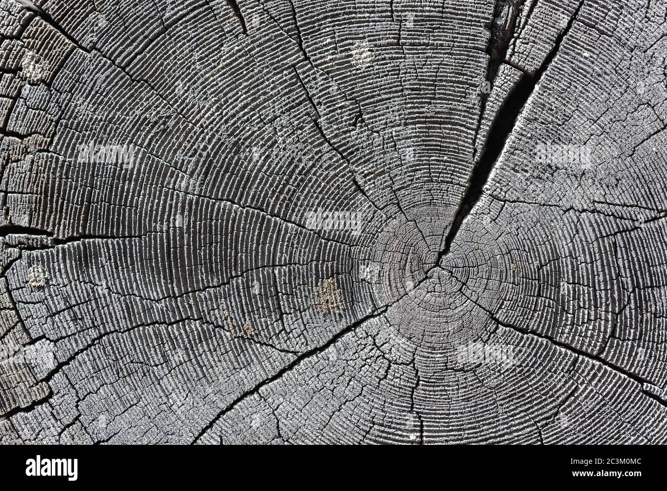 End log hi-res stock photography and images - Alamy