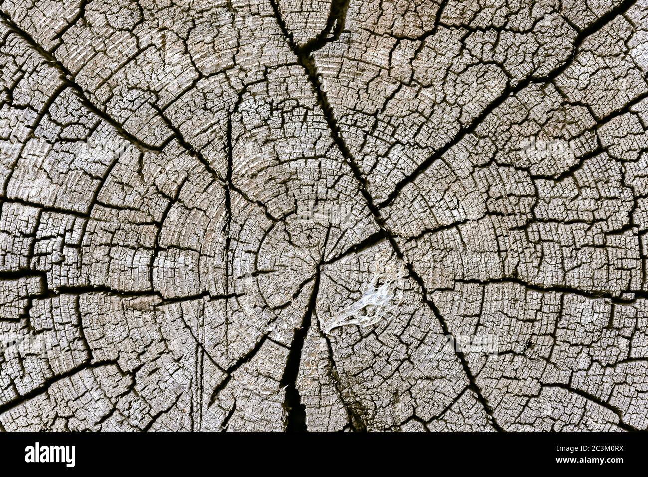 Log texture hi-res stock photography and images - Alamy