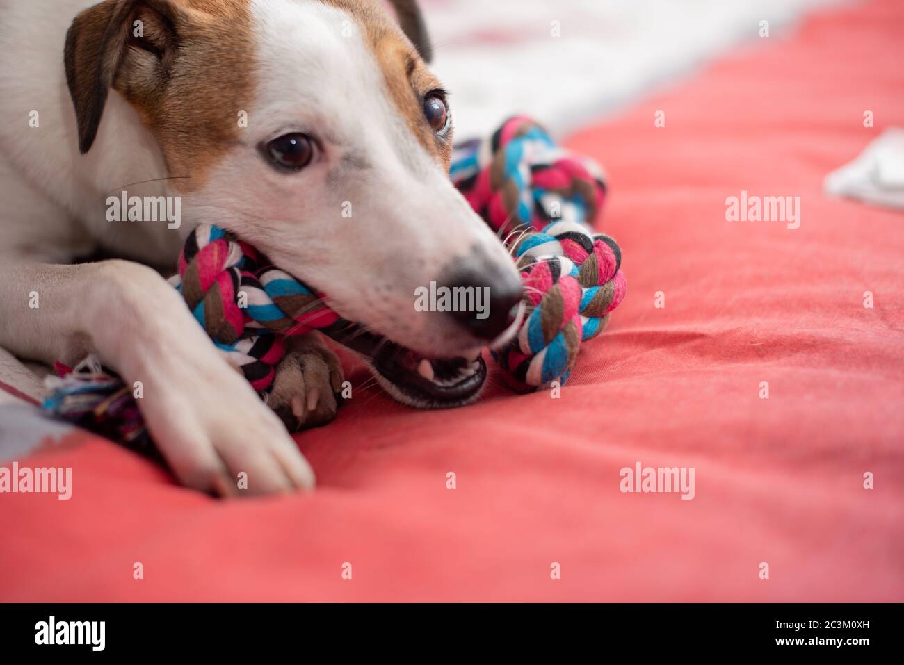 Dog laying on pet while biting his rope toy Stock Photo - Alamy