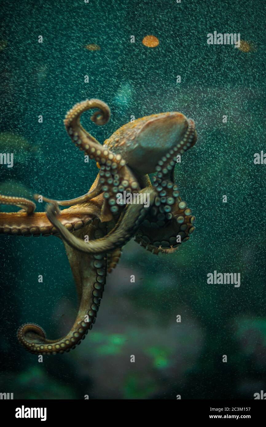 Eight legs octopus hi-res stock photography and images - Alamy