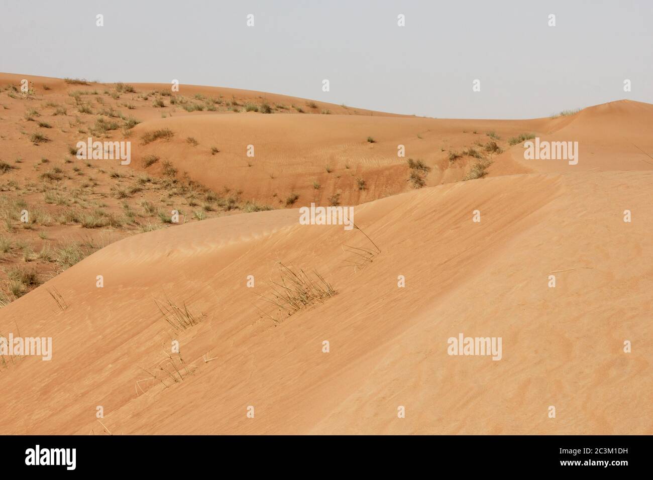 Arabian desert sand dunes ecology/ecosystem. Wind action constantly ...