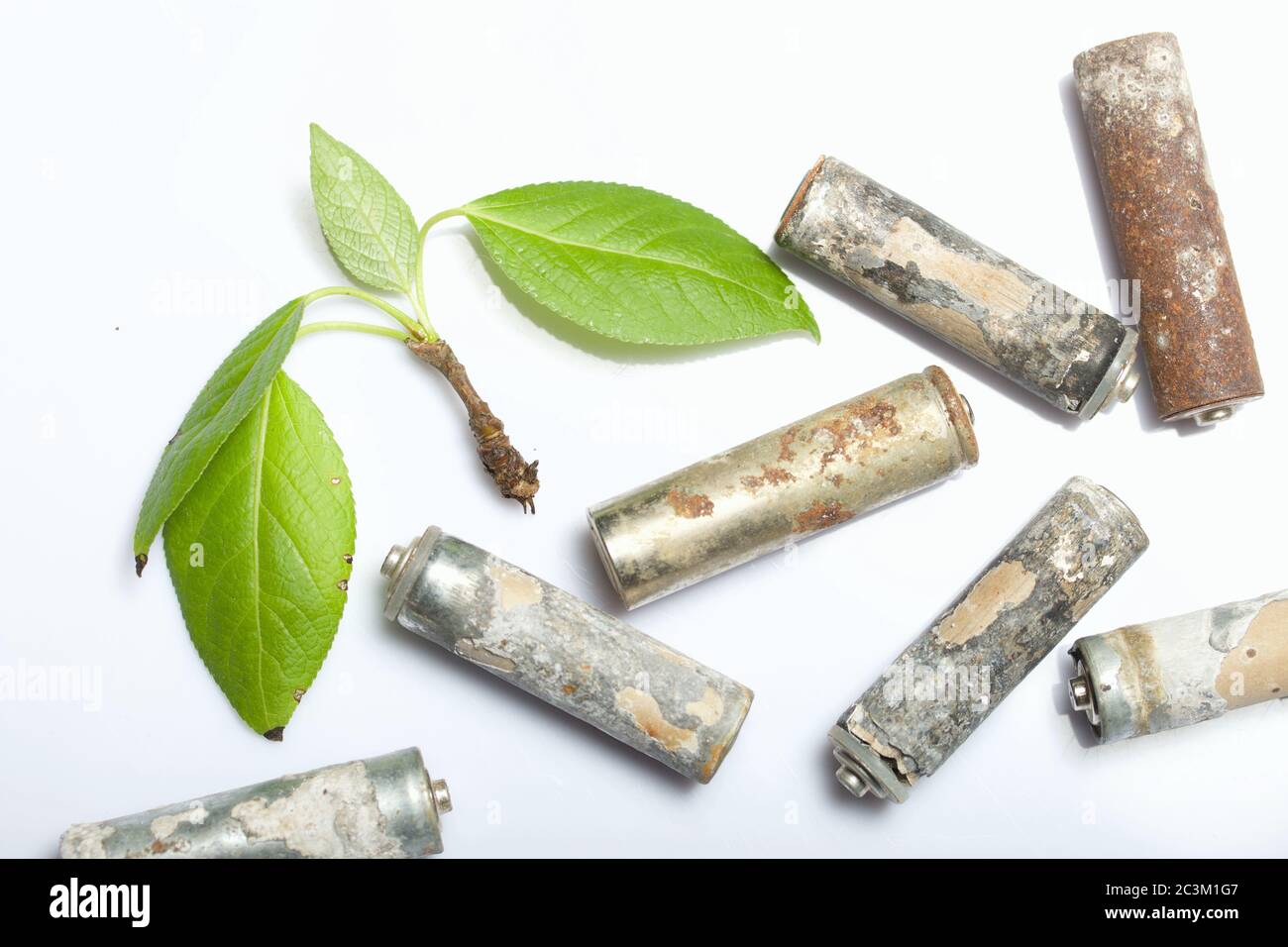 Sprout with green leaves and sprouted roots. Around him, spent ...