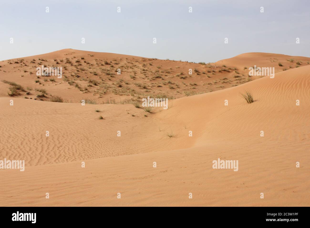 Arabian desert sand dunes ecology/ecosystem. Wind action constantly ...