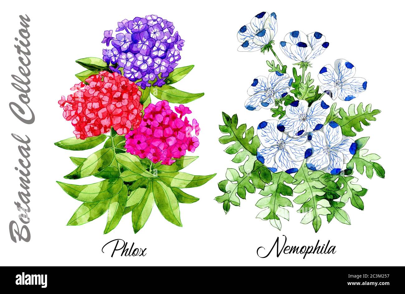 Drawing phlox hi-res stock photography and images - Alamy