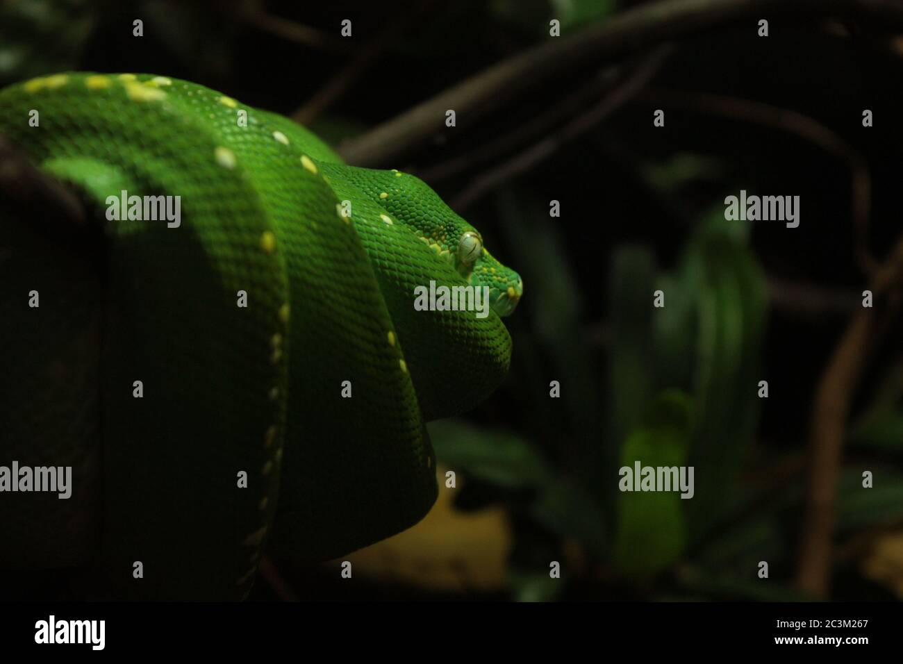 Green tree python rolled up in shadow on a branch Stock Photo - Alamy