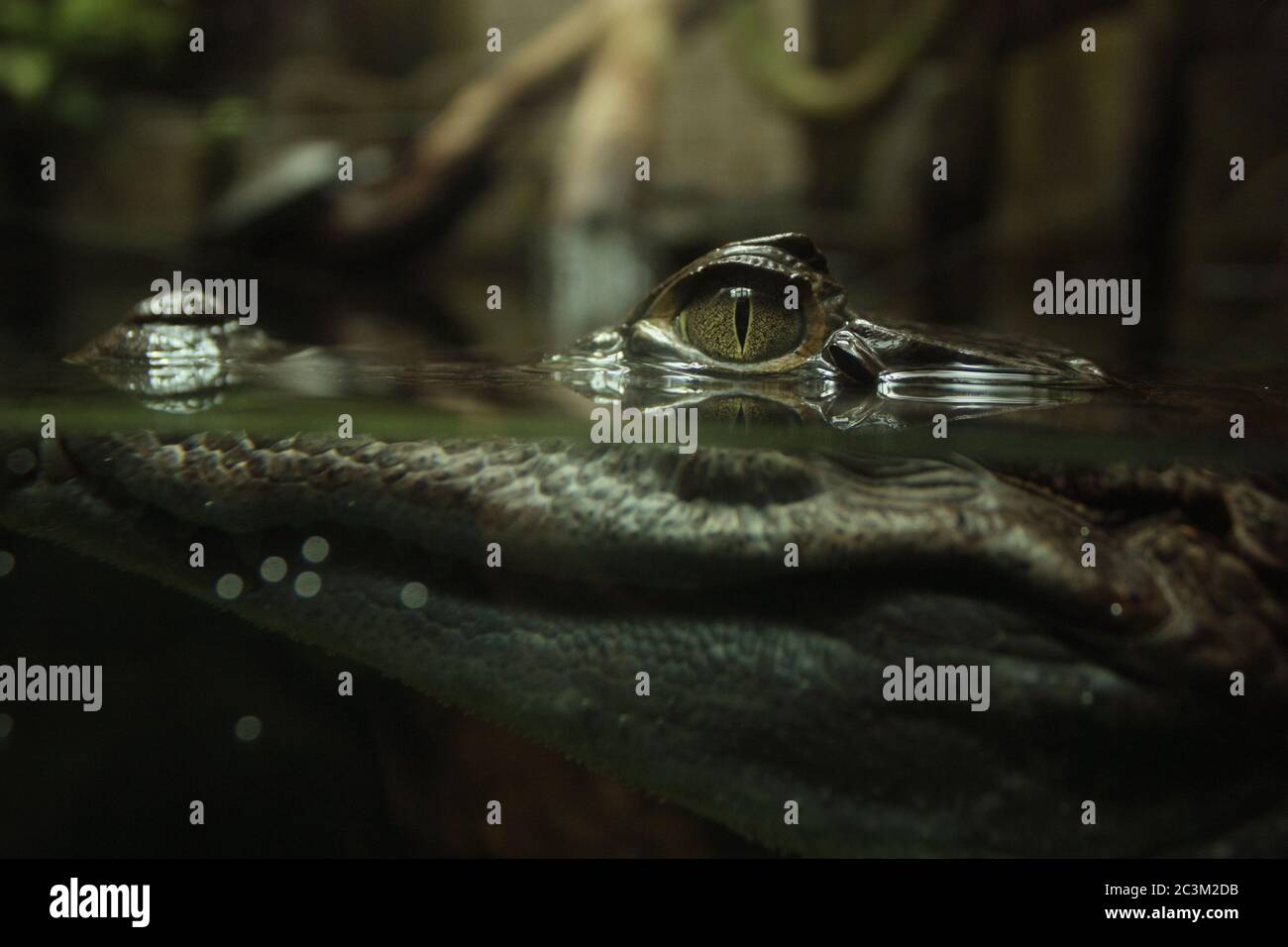 profile of a small alligator at the water surface Stock Photo - Alamy