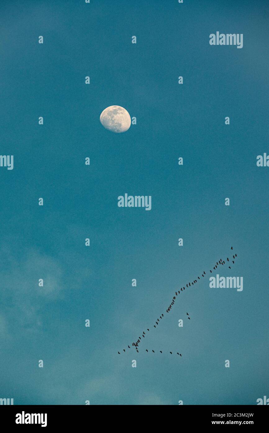 Birds visible hi-res stock photography and images - Alamy