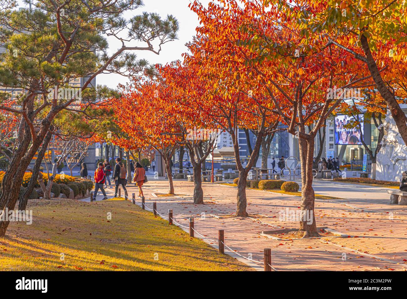Beautiful view of orange trees in a park captured on a sunny day in ...