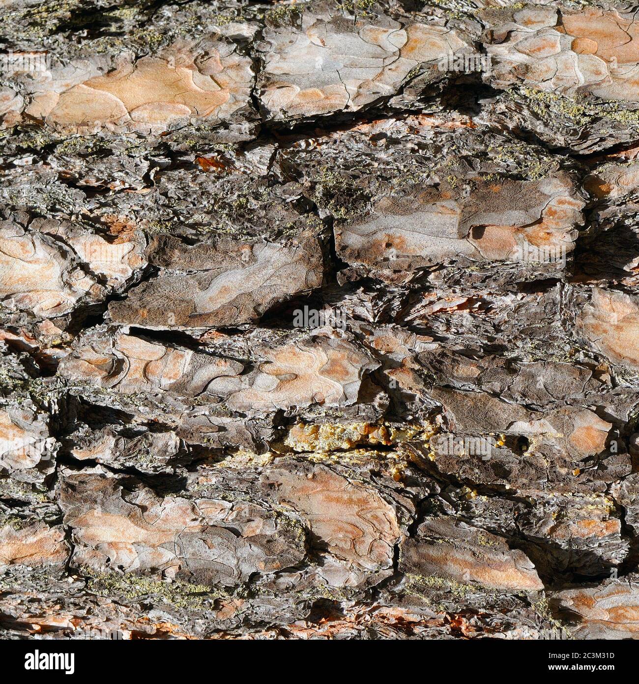 Dry tree bark texture background Stock Photo - Alamy