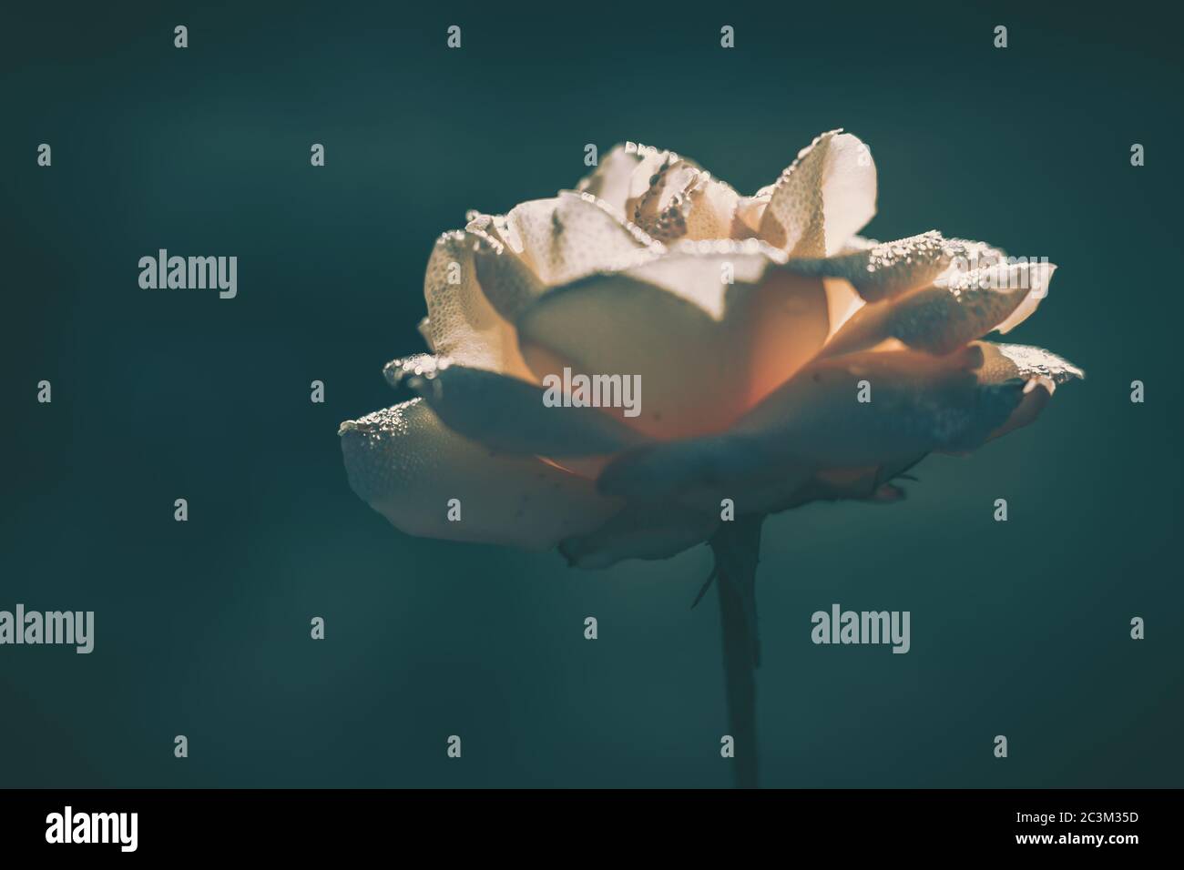 Beautiful Rose on Vintage style; nature background Stock Photo - Alamy