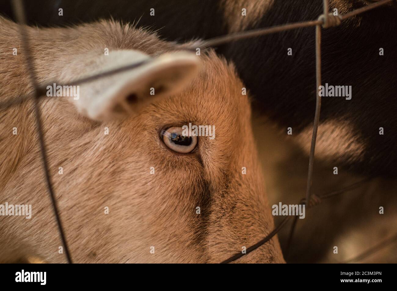 Goat with large horizontal pupil keeps watch Stock Photo - Alamy