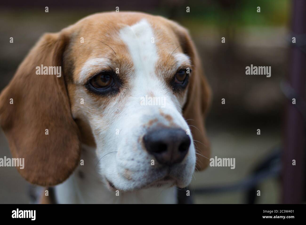 Beagle harrier hi-res stock photography and images - Alamy