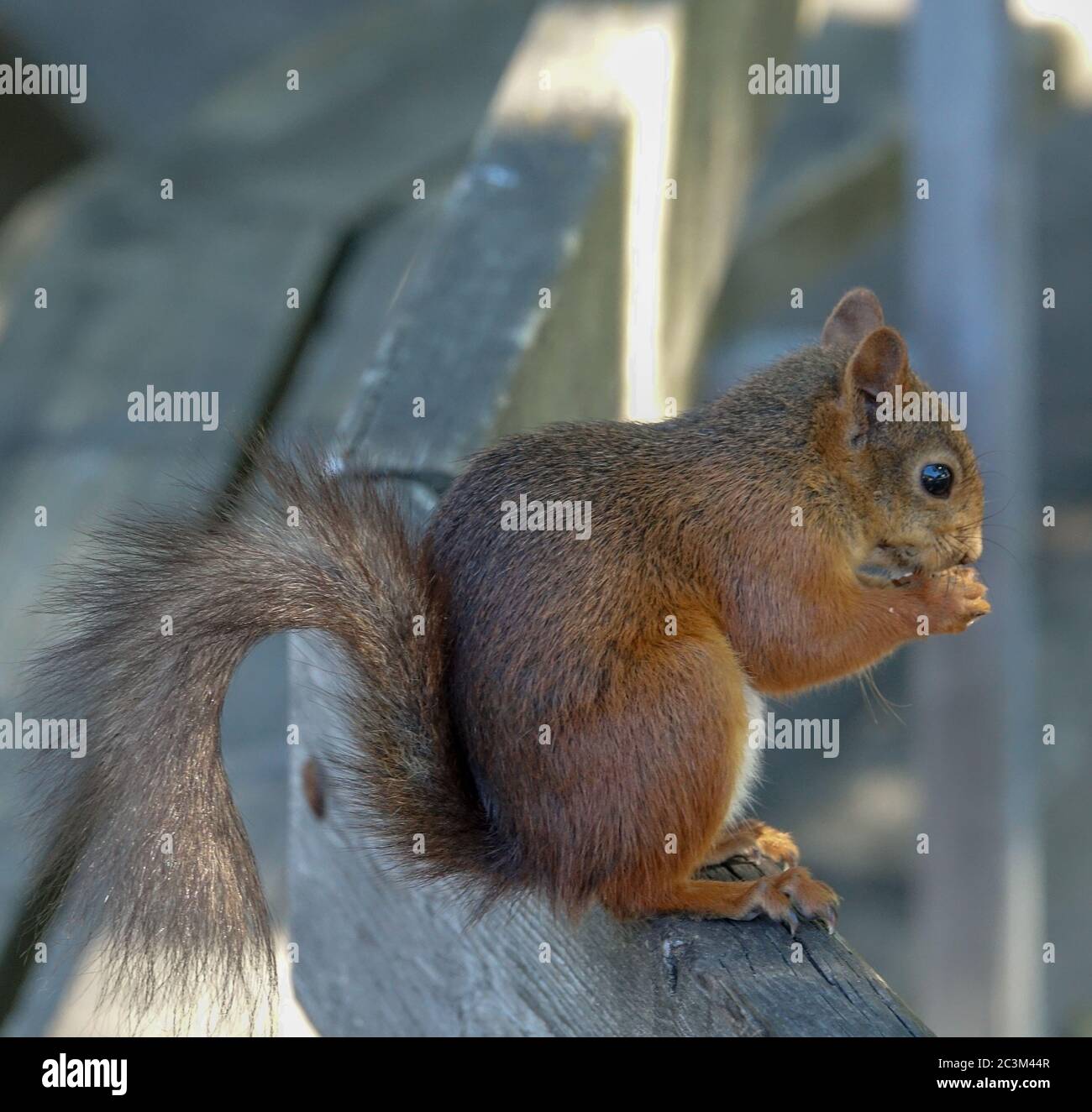 City squirrel eating Stock Photo - Alamy