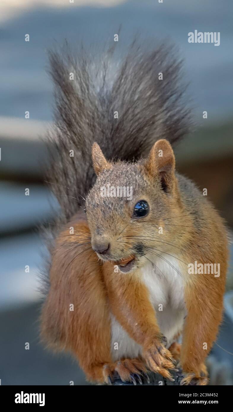 City squirrel eating Stock Photo - Alamy