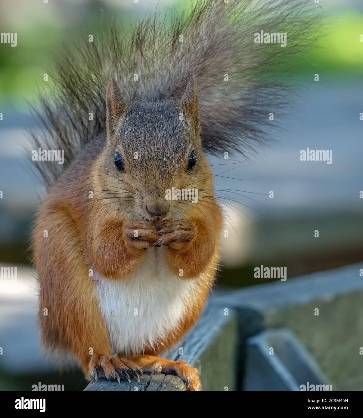 City squirrel eating Stock Photo - Alamy