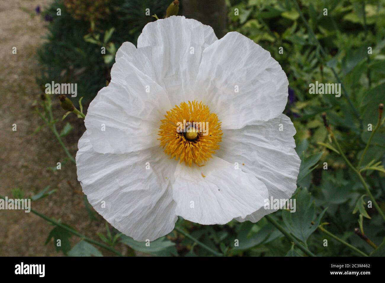 Lone Flower High Resolution Stock Photography and Images - Alamy
