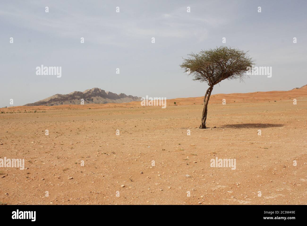 Umbrella Thorn Acacia (Acacia tortilis) tree grows in arid Arabian ...