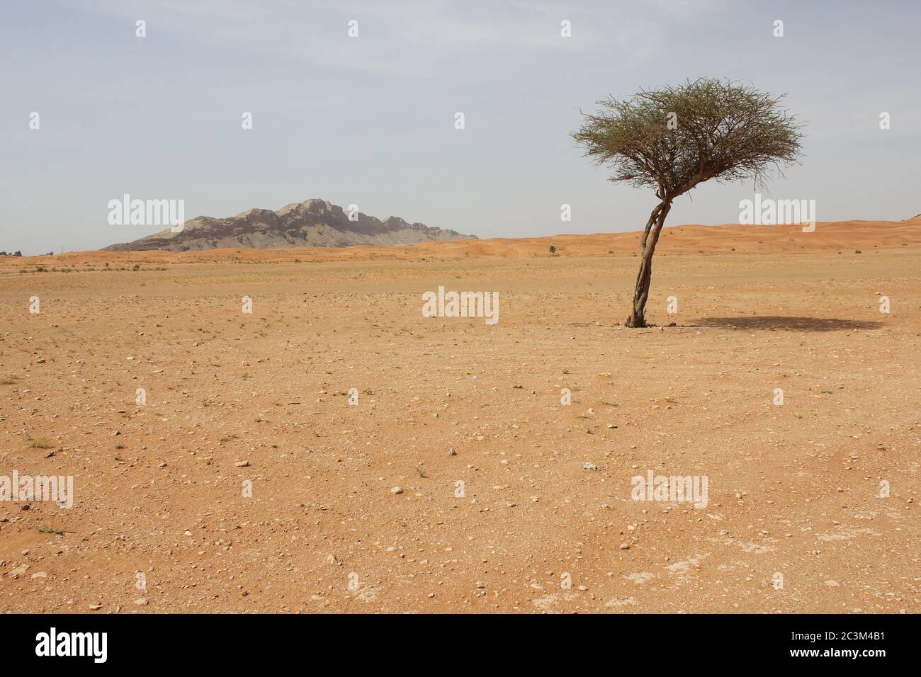 Umbrella Thorn Acacia (Acacia tortilis) tree grows in arid Arabian ...