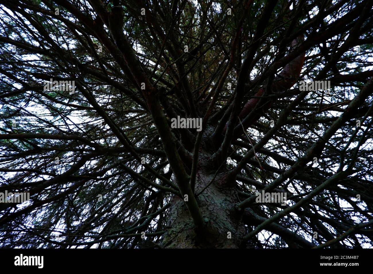 Tree, looking up a tree, forest, creepy tree Stock Photo - Alamy