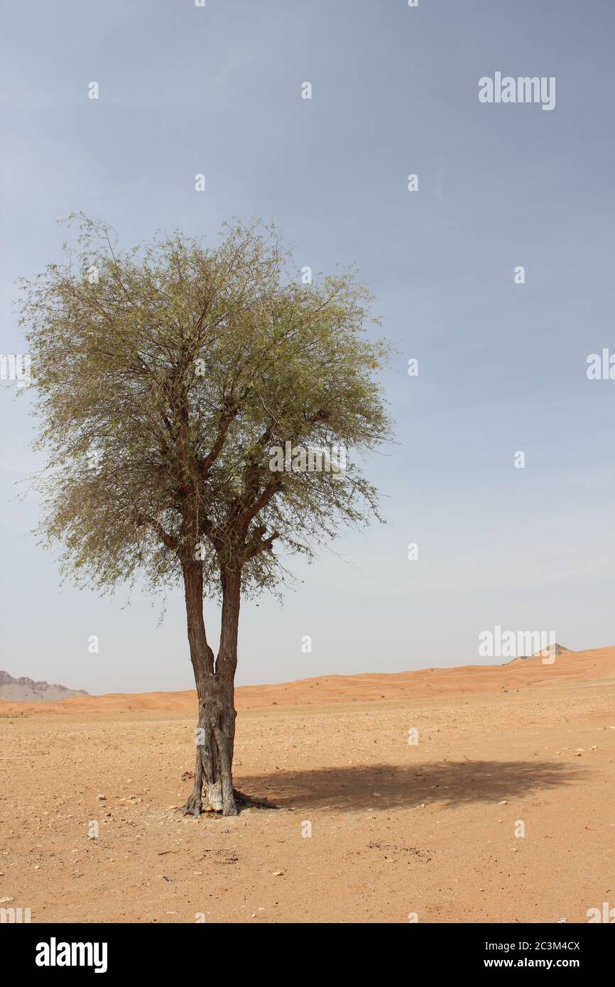 Umbrella Thorn Acacia (Acacia tortilis) tree grows in arid Arabian ...