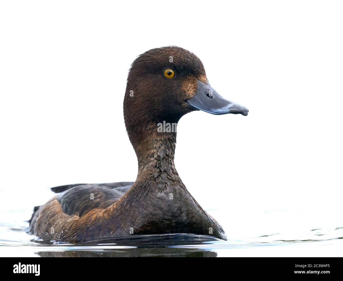 Tufted duck in its natural habitat in Denmark Stock Photo - Alamy