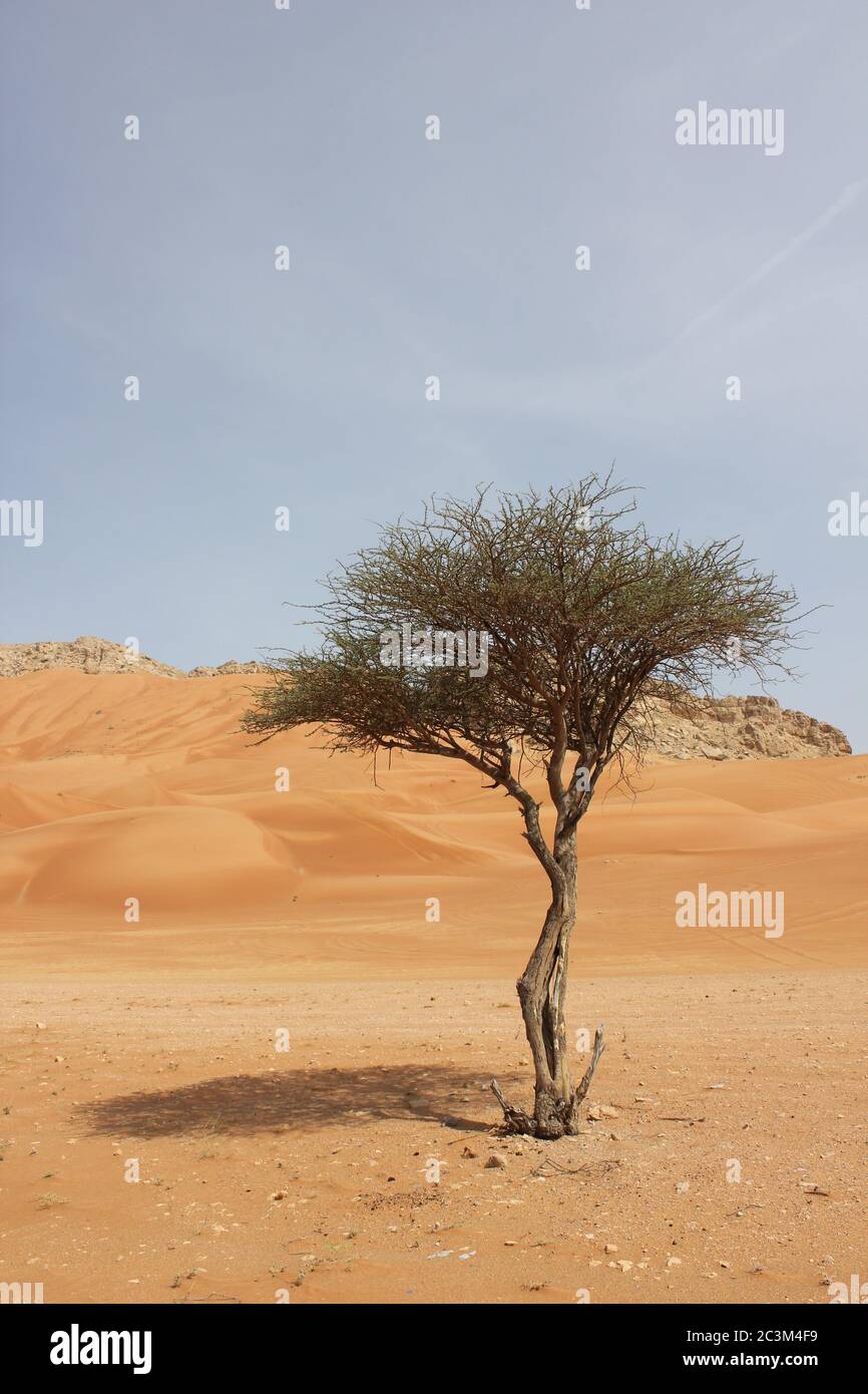 Umbrella Thorn Acacia (Acacia tortilis) tree grows in arid Arabian ...