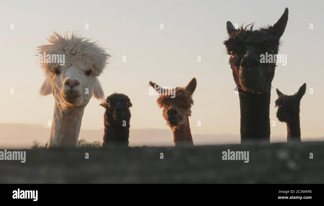 Alpacas on a farm Stock Photo - Alamy
