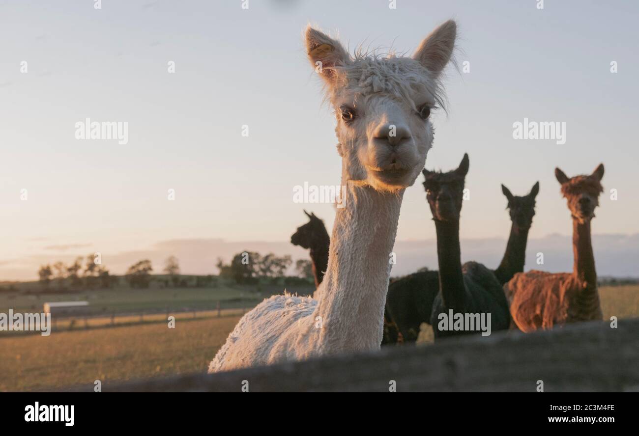 Five alpacas hi-res stock photography and images - Alamy