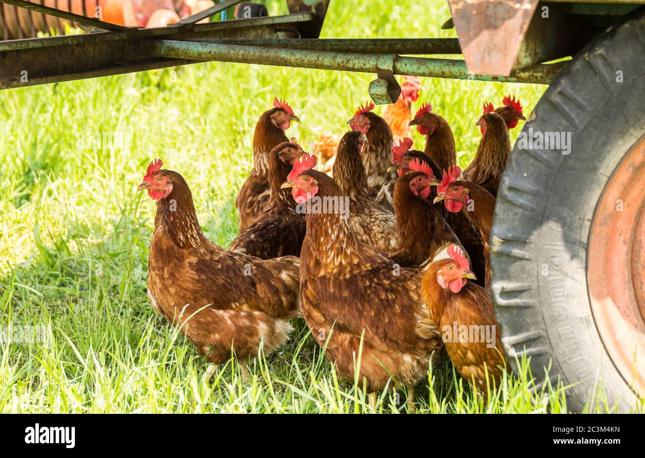 Laying hens in an organic farm Stock Photo - Alamy