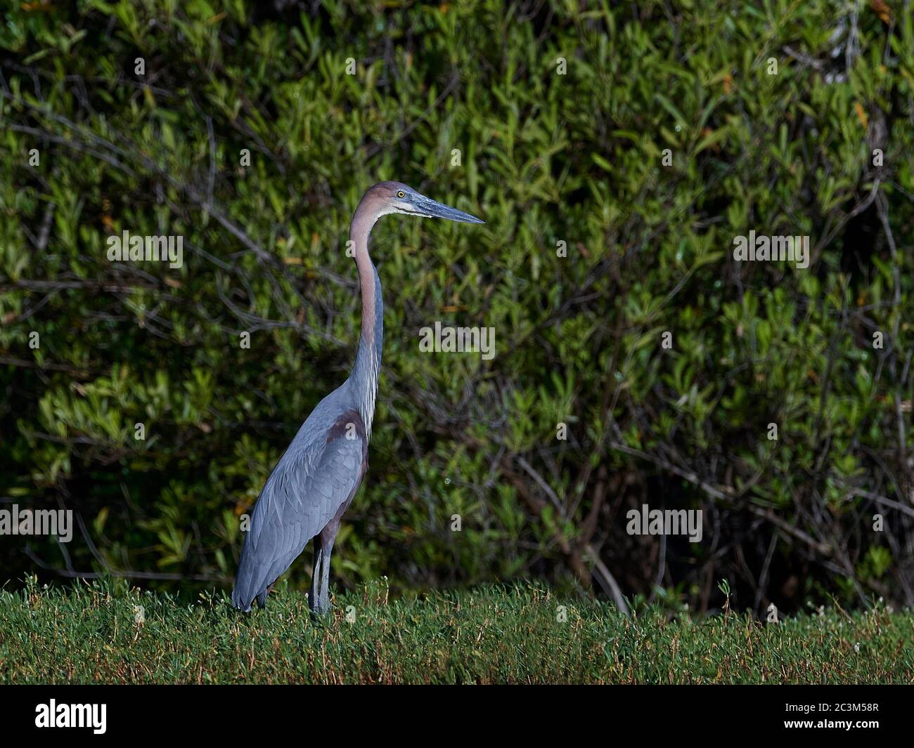 Goliath heron in its natural habitat in Gambia Stock Photo - Alamy