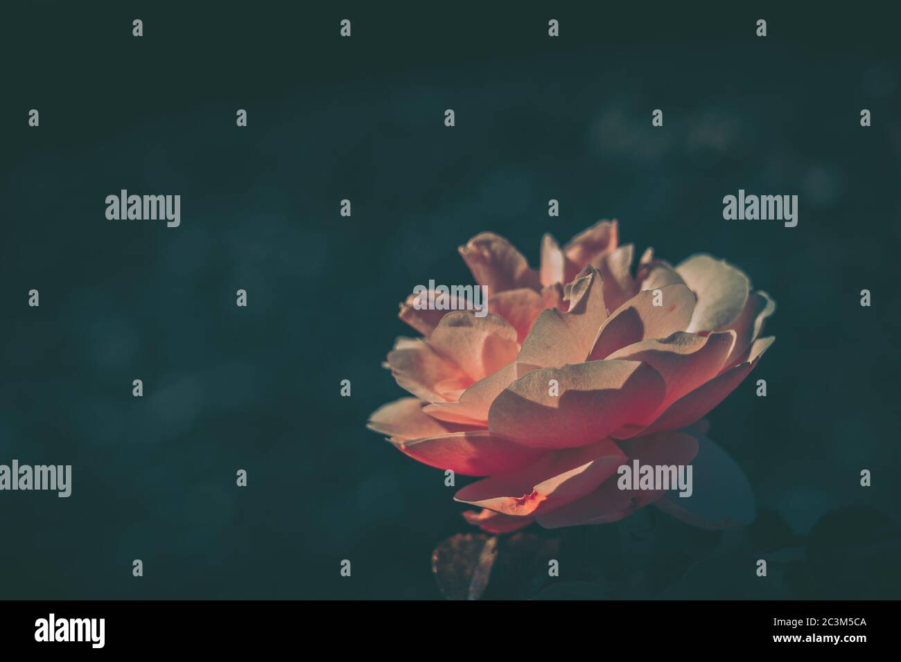 Beautiful Rose on Vintage style; nature background Stock Photo - Alamy