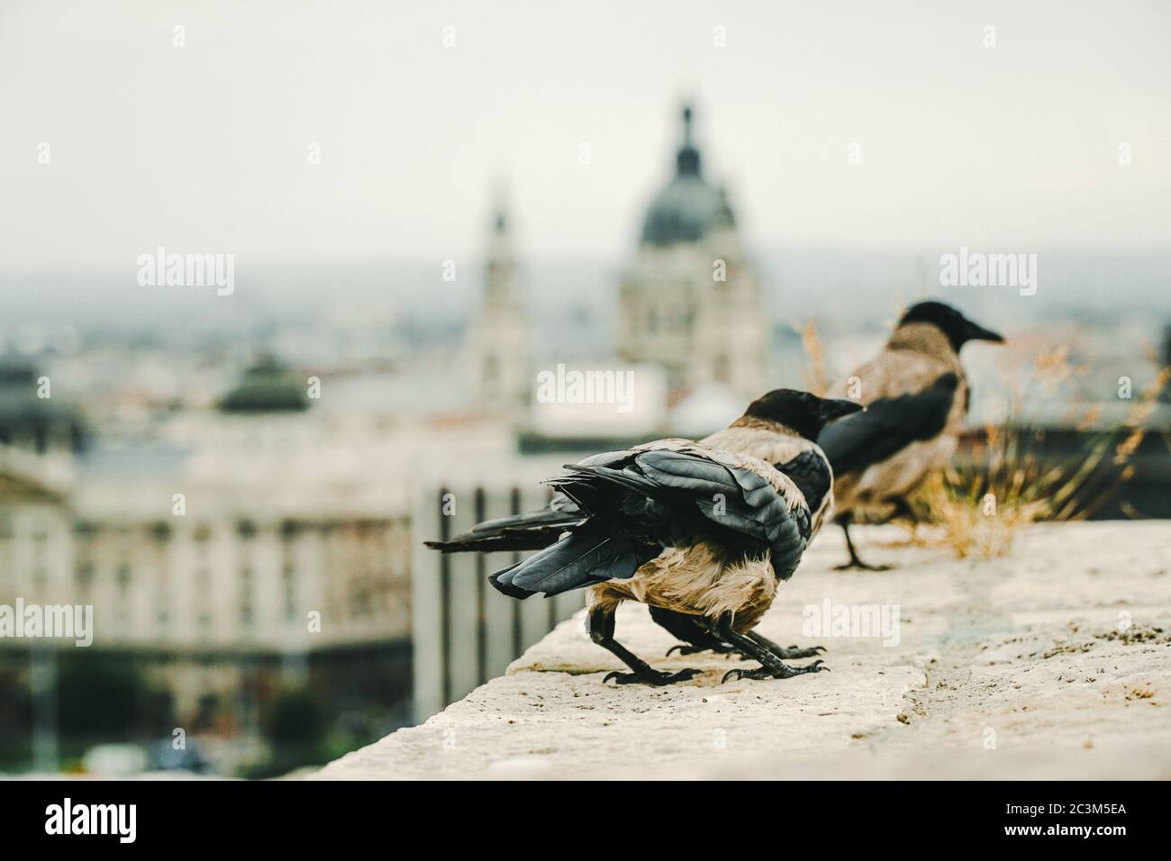Two crows on roof hi-res stock photography and images - Alamy